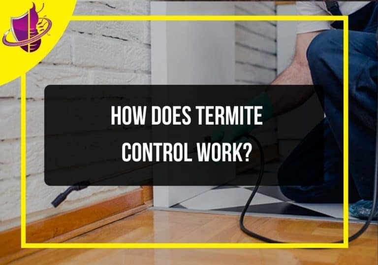 How Does Termite Control Work? - Zip Pest Solutions