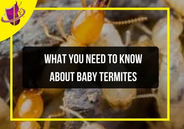 What You Need to Know About Baby Termites - Zip Pest Solutions