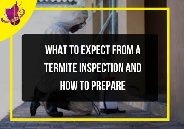 What to Expect From a Termite Inspection and How to Prepare - Zip Pest ...